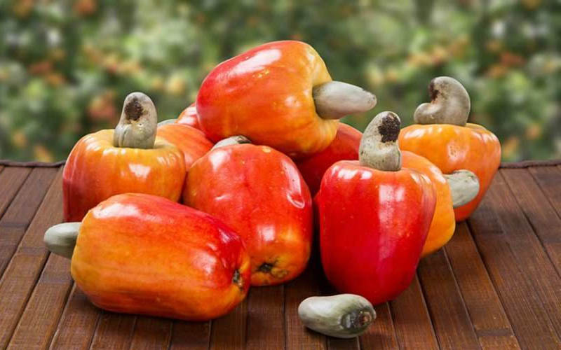 CAJÚ: conheça suas propriedades e saiba como aproveitá-lo melhor – Angocaju